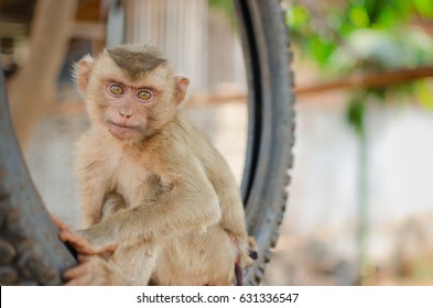 229 Monkey life cycle Images, Stock Photos & Vectors | Shutterstock