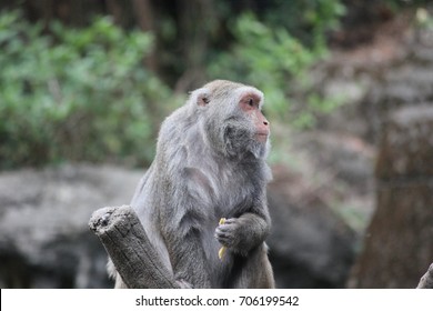 Hairless Chimpanzee Stock Photo (Edit Now) 598217