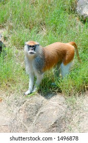 73 Monkey load Images, Stock Photos & Vectors | Shutterstock