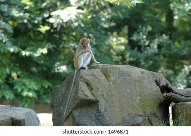 73 Monkey load Images, Stock Photos & Vectors | Shutterstock