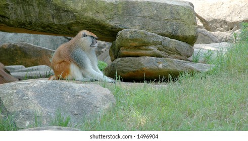 73 Monkey load Images, Stock Photos & Vectors | Shutterstock
