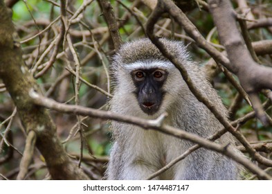 Monkey African Forest Stock Photo 1474487147 | Shutterstock