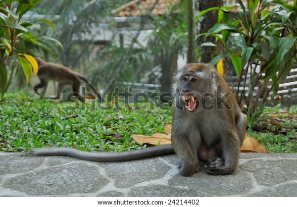 Monkey Angry Face Expression Stock Photo 24214402 | Shutterstock