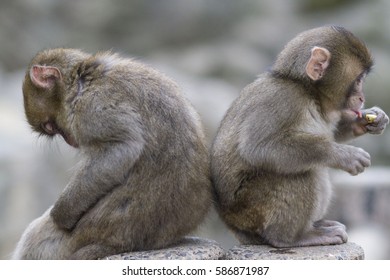 Monkey Scratching Other Monkeys Back Stock Photo 586871990 | Shutterstock