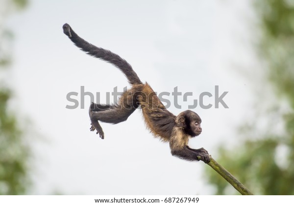 Monkey Balanced On Branch Jumping Mid Stock Photo (Edit Now) 687267949