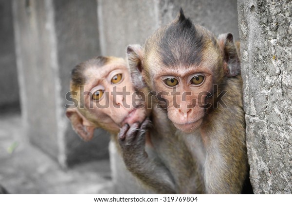 Monkey Bear Monkey Support Chin Thinking Stock Photo (Edit Now) 319769804