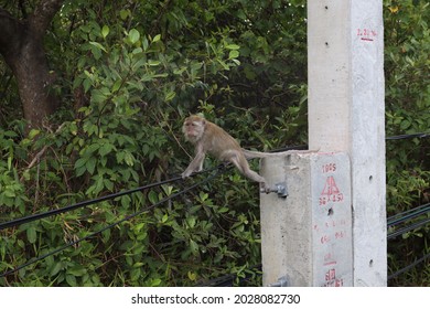 919 Monkey on pole Images, Stock Photos & Vectors | Shutterstock