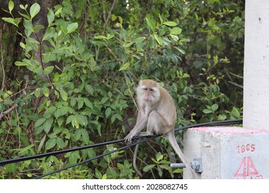 Monkey Beside Power Pole Stock Photo 2028082745 | Shutterstock
