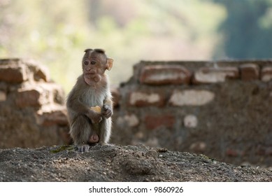 Monkey Biscuit Stock Photo 9860926 | Shutterstock