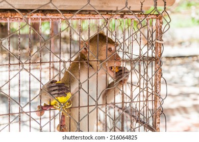 Monkey Cage Stock Photo 216064825 | Shutterstock