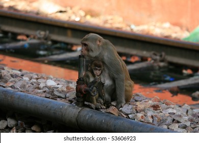 177 Monkey rabies Images, Stock Photos & Vectors | Shutterstock