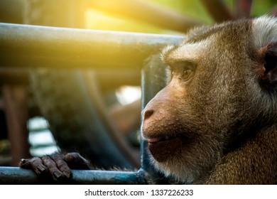 1,407 Monkeys on chains Images, Stock Photos & Vectors | Shutterstock