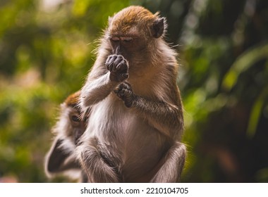 Monkey Checking His Hand Like Watch Stock Photo 2210104705 | Shutterstock