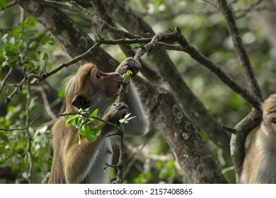 974 imágenes de Monkey chewing - Imágenes, fotos y vectores de stock ...