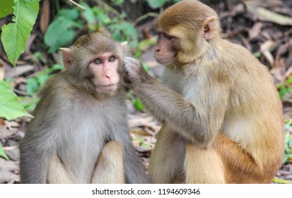 Monkey Cleaning Another Stock Photo 1194609346 | Shutterstock