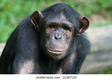 Monkey Closeup Stock Photo 21287110 | Shutterstock