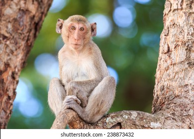 7,601 Monkey face climbing Images, Stock Photos & Vectors | Shutterstock