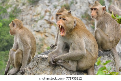 Monkey Doing Scolding Stock Photo 771935212 | Shutterstock