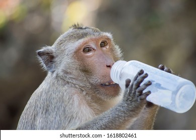 Monkey Drinking Milk Bottle Stock Photo 1618802461 | Shutterstock