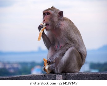 21,401 Animal Eating Bread Images, Stock Photos & Vectors | Shutterstock