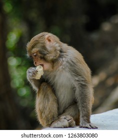 75 Monkey eating maize Images, Stock Photos & Vectors | Shutterstock