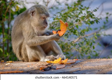 681 Monkey eating mango Images, Stock Photos & Vectors | Shutterstock