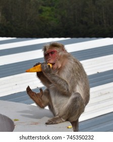 656 fotos de Monkey eating mango - Fotos, imágenes y otros productos ...
