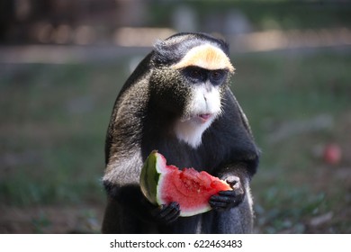 257 Monkey melon Images, Stock Photos & Vectors | Shutterstock