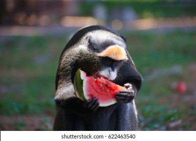 257 Monkey melon Images, Stock Photos & Vectors | Shutterstock