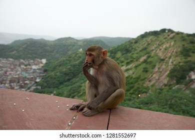Monkey Eating Peanuts Stock Photo 1281552697 | Shutterstock