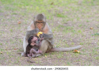 35 imágenes de Monkey eating popcorn - Imágenes, fotos y vectores de ...