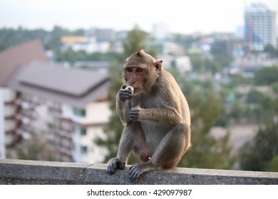 Monkey Eats Egg Stock Photo 429097987 | Shutterstock