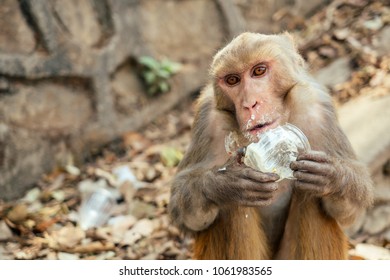Monkey Eats Garbage Concept Nature Protection Stock Photo 1061983565 ...