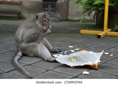 306 Chip monkey Images, Stock Photos & Vectors | Shutterstock