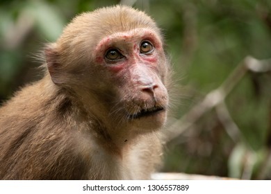 Monkey Face Close Stock Photo 1306557889 | Shutterstock