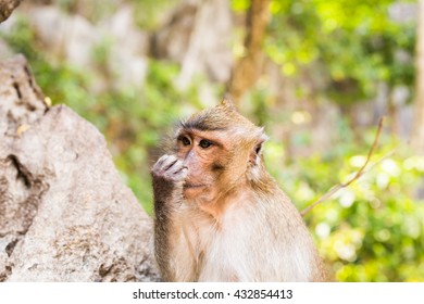 Monkey Face Close Stock Photo 432854413 | Shutterstock