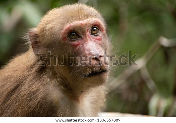 Monkey Face Close Stock Photo 1306557889 | Shutterstock