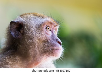 Monkey Face Feeling Stock Photo 584927152 | Shutterstock