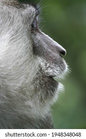 Monkey Face Right Side Stock Photo 1948348048 | Shutterstock