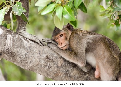 Monkey Falling Asleep On Three Stock Photo 1771874009 | Shutterstock