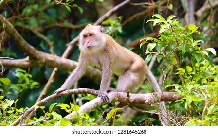 124 Amazon Rainforests Monkey Hang Stock Photos, Images & Photography | Shutterstock