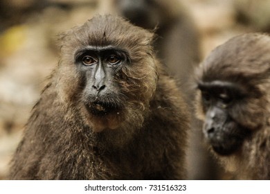 28 Moor macaque Images, Stock Photos & Vectors | Shutterstock