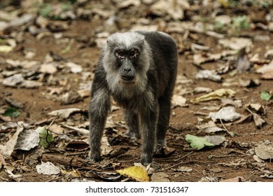 28 Moor macaque Images, Stock Photos & Vectors | Shutterstock