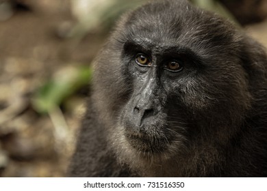 28 Moor macaque Images, Stock Photos & Vectors | Shutterstock