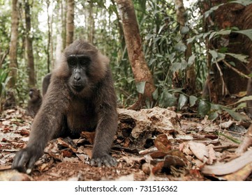 28 Moor macaque Images, Stock Photos & Vectors | Shutterstock