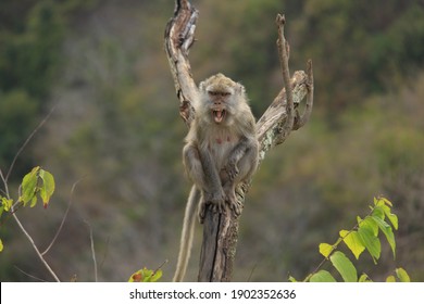 300 Growling monkey Images, Stock Photos & Vectors | Shutterstock