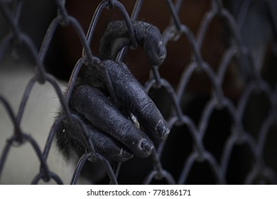 126 Ape Fist Stock Photos, Images & Photography | Shutterstock