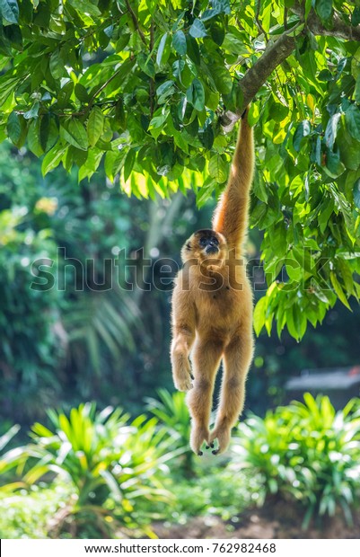 Monkey Hanging Tree Stock Photo (Edit Now) 762982468
