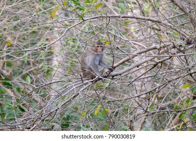 Monkey Hide Behind Branch Tree Forest Stock Photo 790030819 | Shutterstock