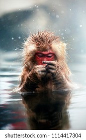 14,582 Hot spring monkeys Images, Stock Photos & Vectors | Shutterstock